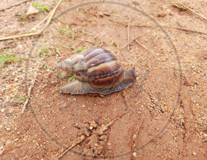 Image of Beautiful Conch Worm Snails Shell Snail Houses Army Line ...
