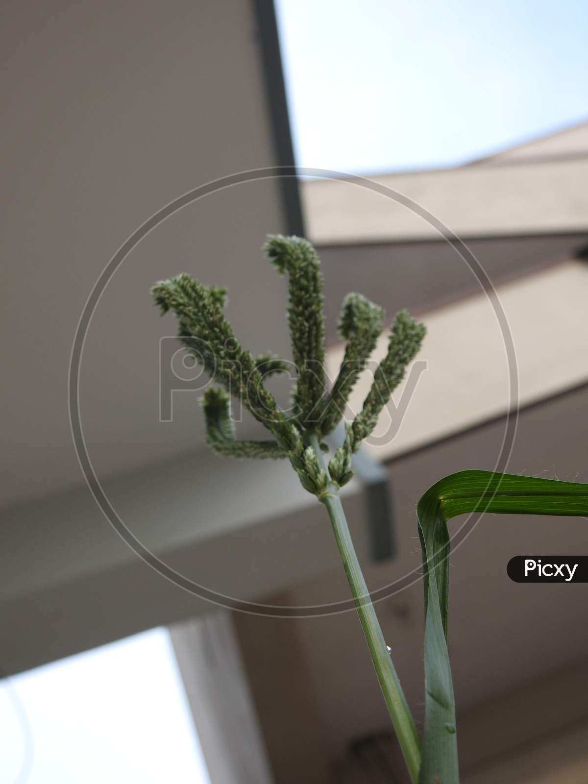 Image of Beautiful young ragi or finger millet grains growing in a ...