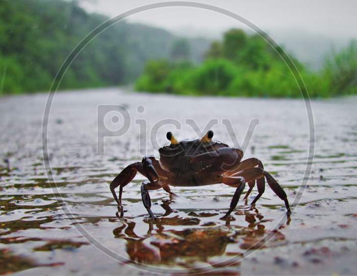 Image of Crab on road | monsoon wildlife | western ghats Crab-DY173818 ...
