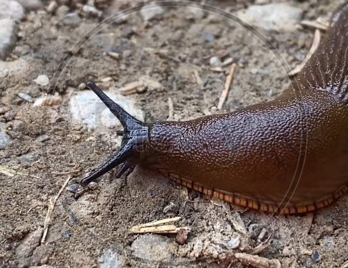 Image of Slung photo-UQ261983-Picxy