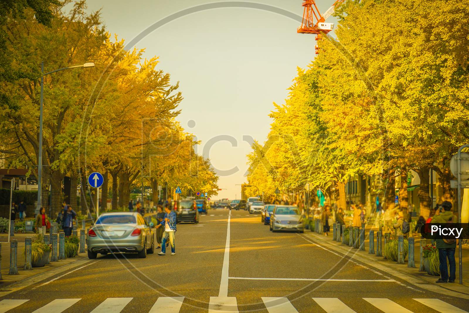 Image of Autumn Leaves Of Yokohama, Japan Boulevard-IR967686-Picxy