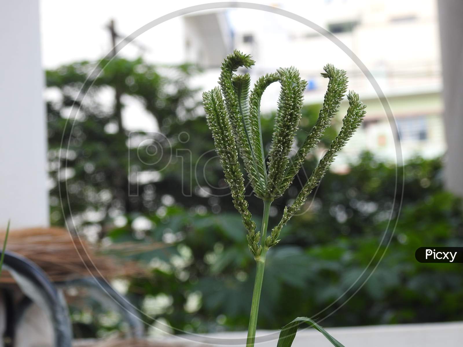 Image of Beautiful young ragi or finger millet grains growing in a ...