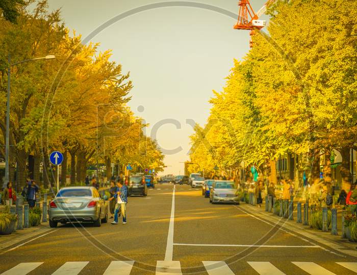 Image of Autumn Leaves Of Yokohama, Japan Boulevard-IR967686-Picxy