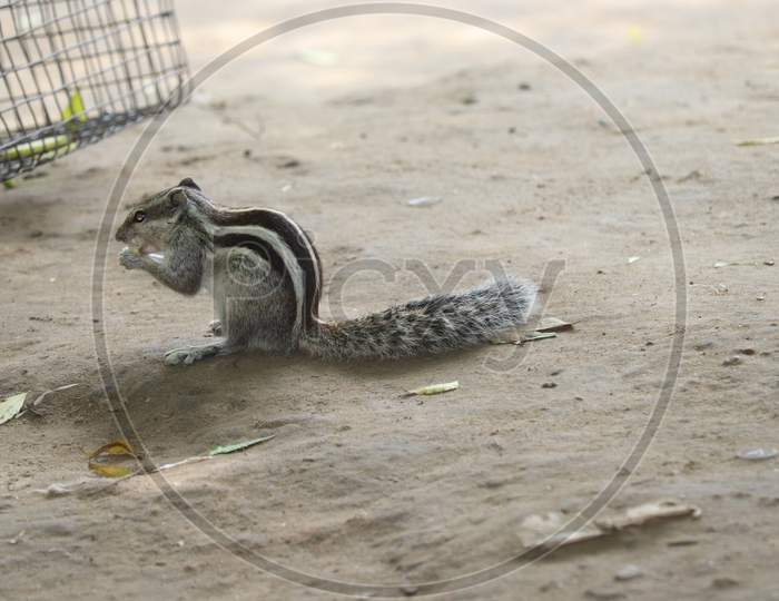 Image of Squirrel Gilhari-EA350192-Picxy