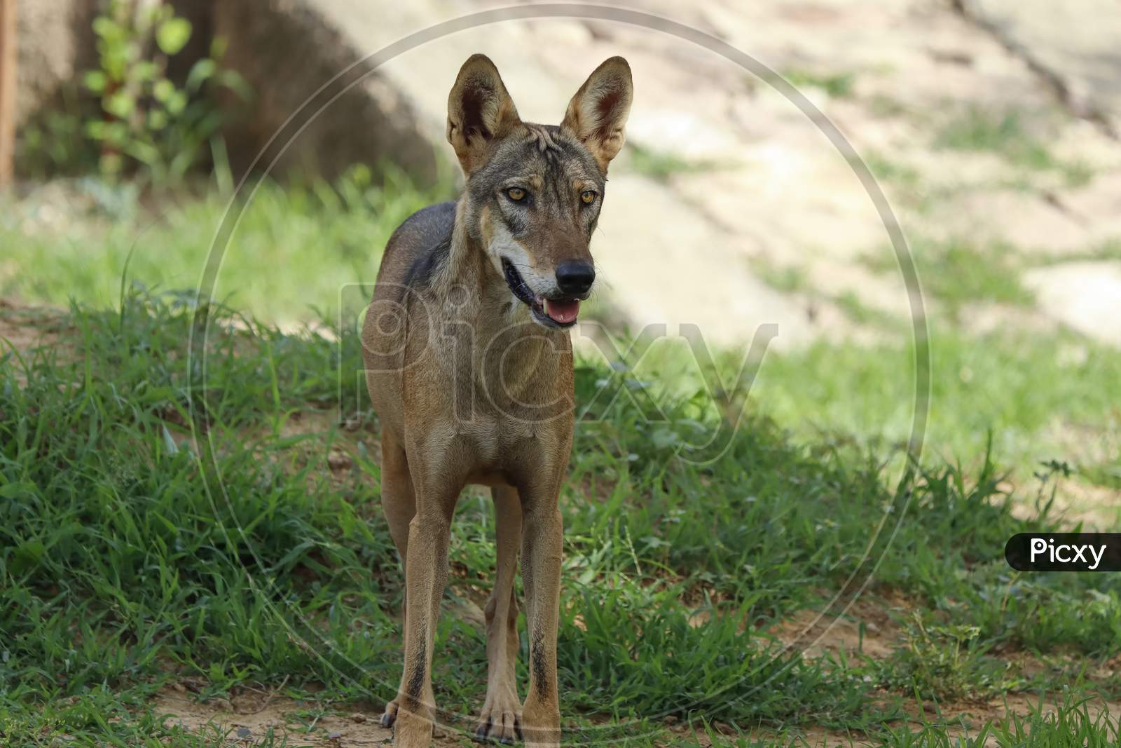 Image of An Indian Wolf (Canis Lupus Pallipes)Stands On The Rock, Which ...