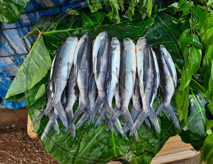 Image of Beautiful Indian Local Silver Color Thin And Long Fish Selling ...