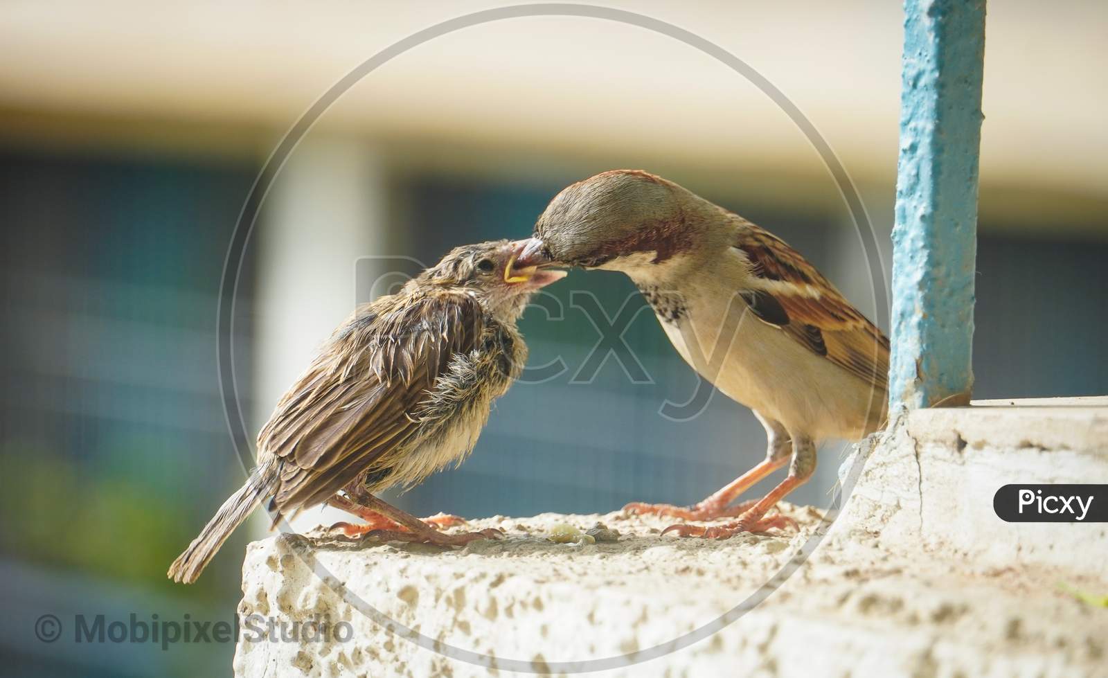 Image of Bird photography - sparrow-SO985753-Picxy