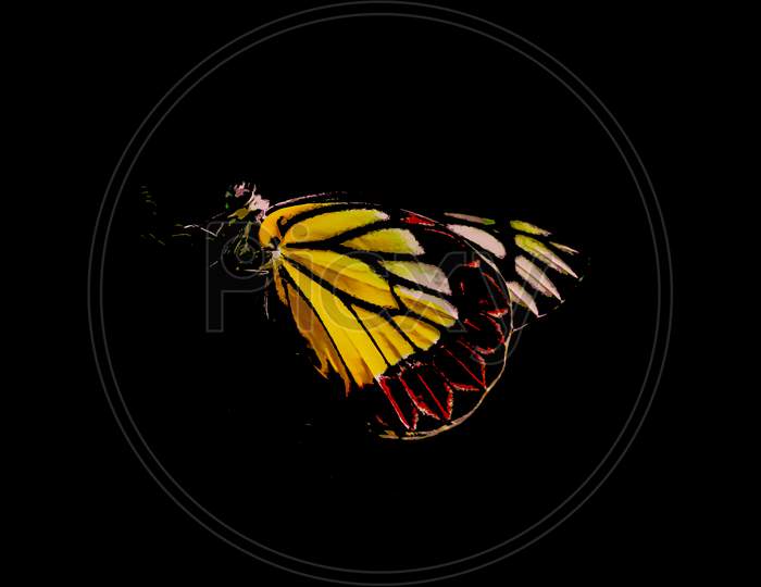 Image of cursed fly-VE874871-Picxy