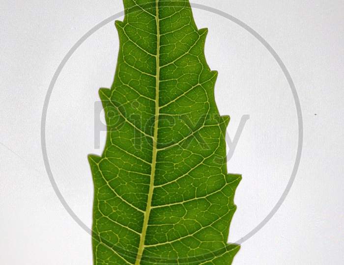 neem leaf venation