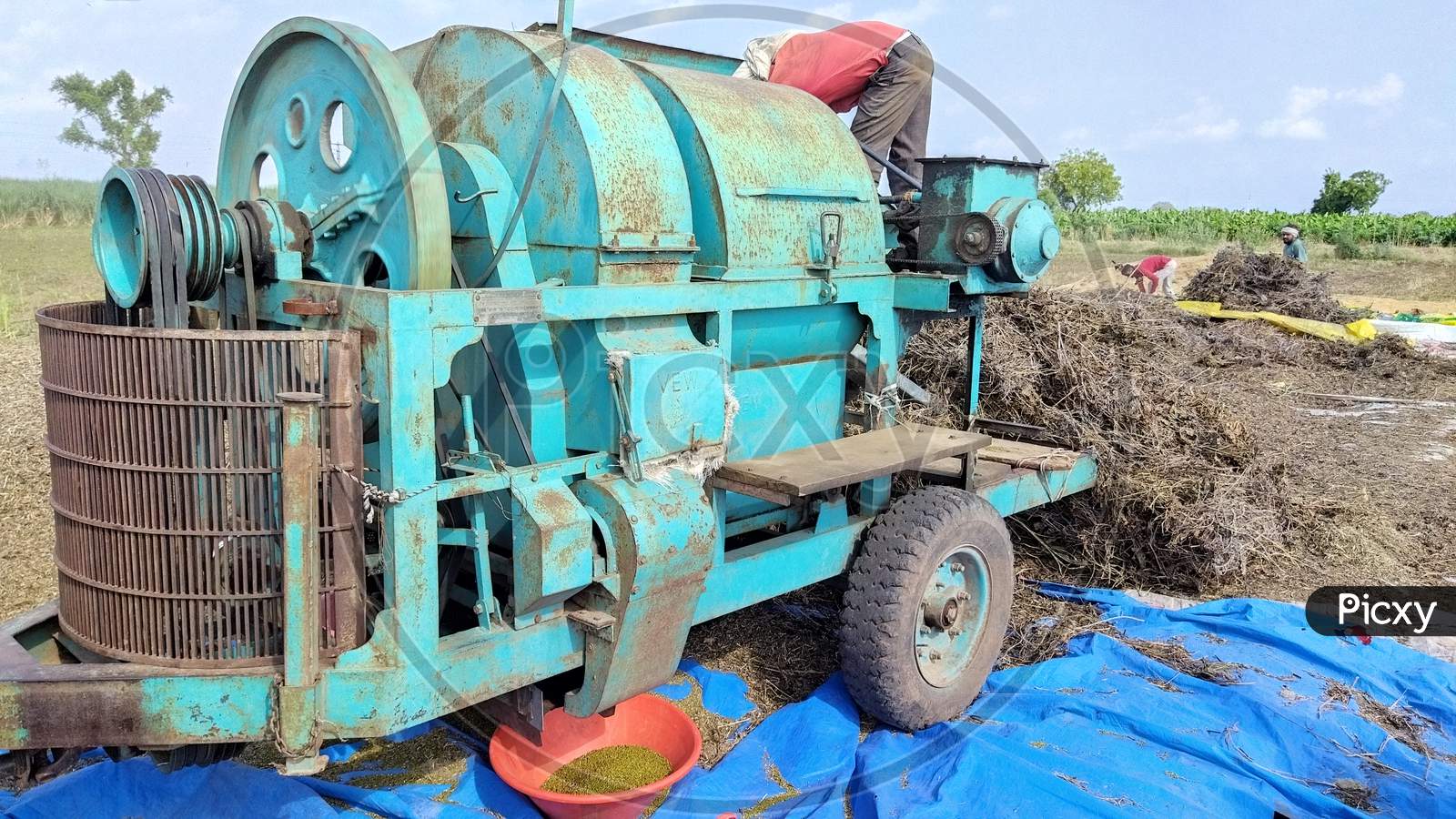 Image of a thresher machine operator cleaning machine during separating ...