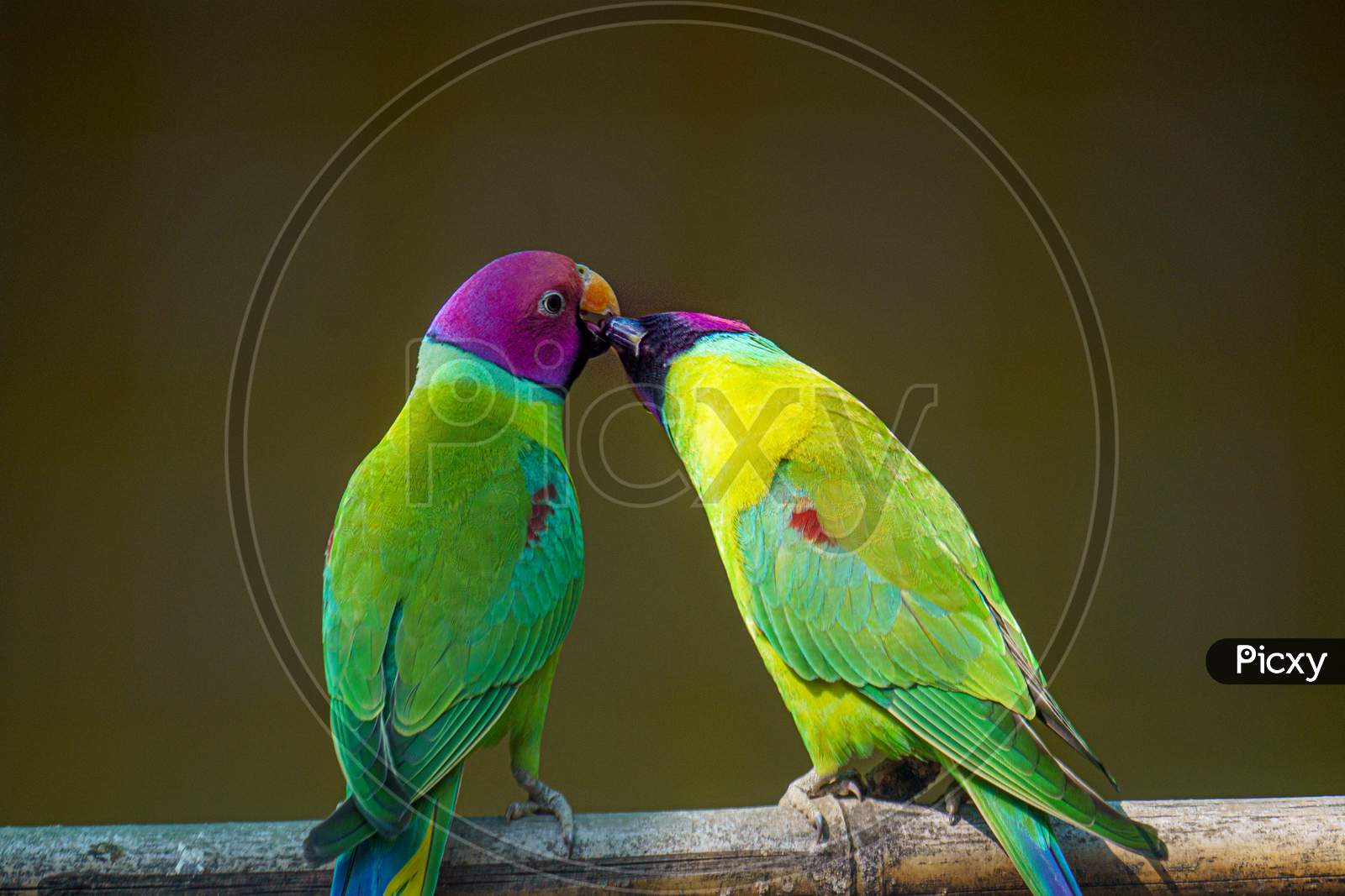 Image of love birds(plum headed parakeets)-OU362943-Picxy