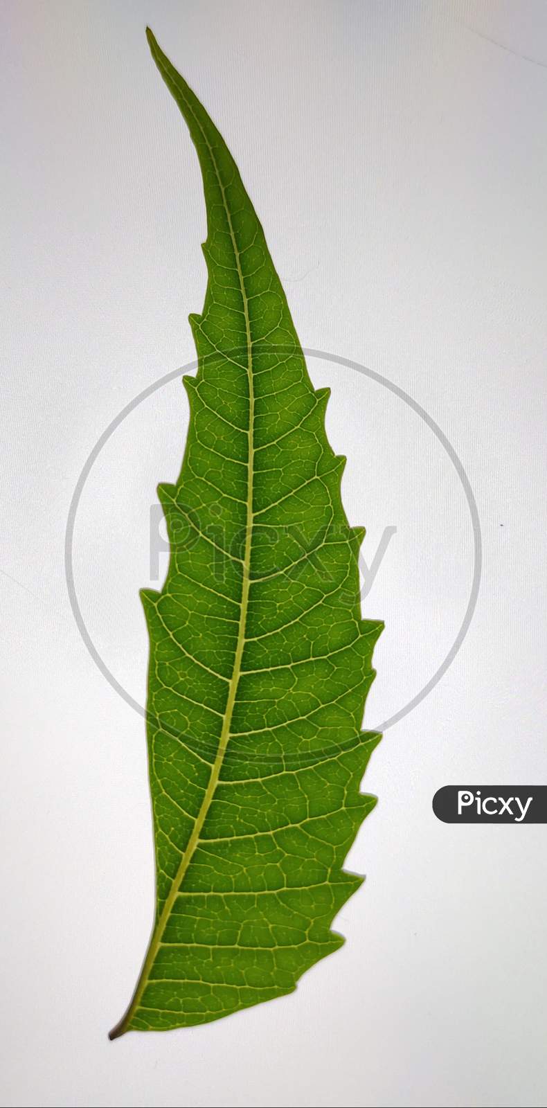neem leaf venation