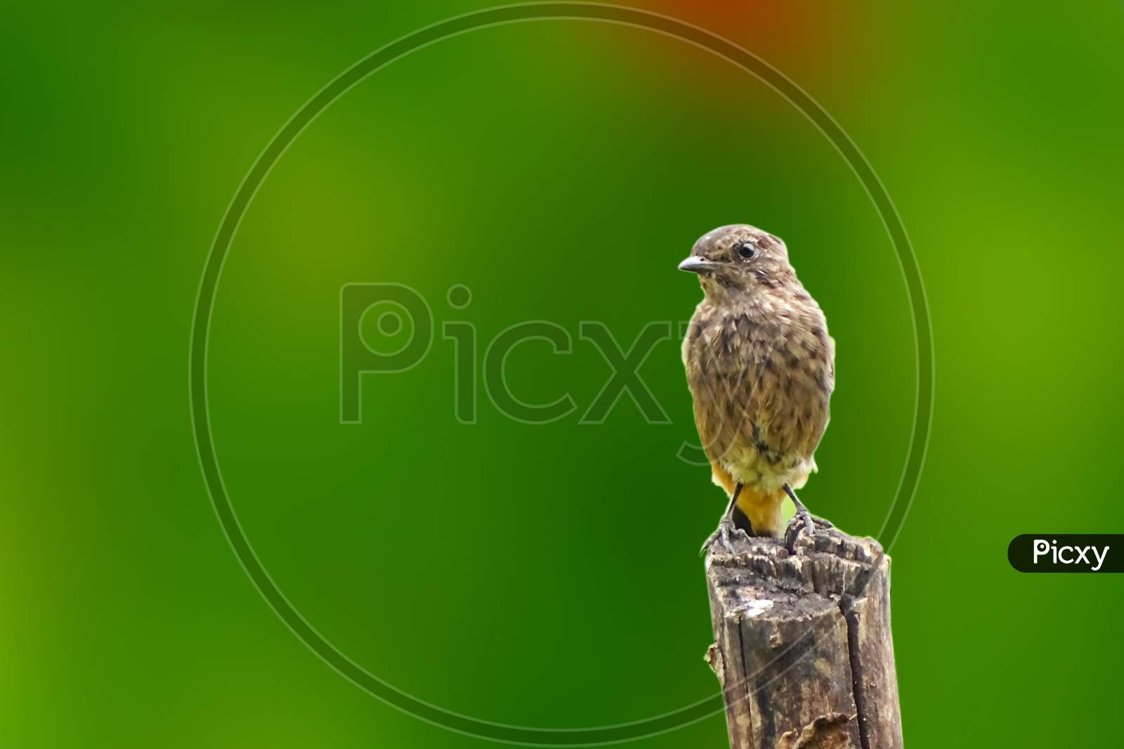 Image of Brown rock chatter or Indian chatter, is a bird species of the ...