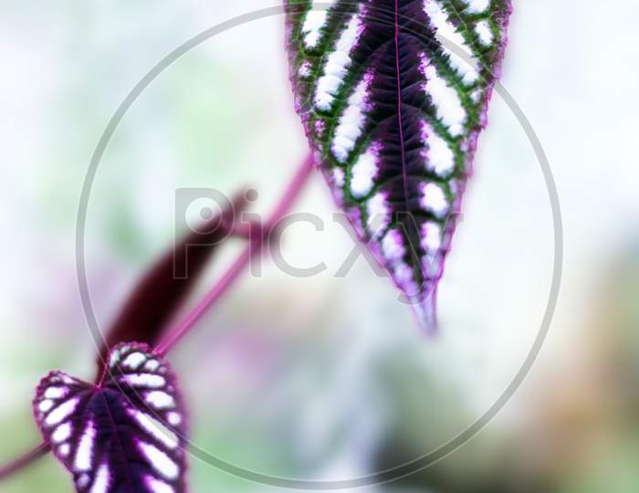 Image of Foliage Leaves Of The Plant (Rex Begonia Vine)(Cissus Discolor ...