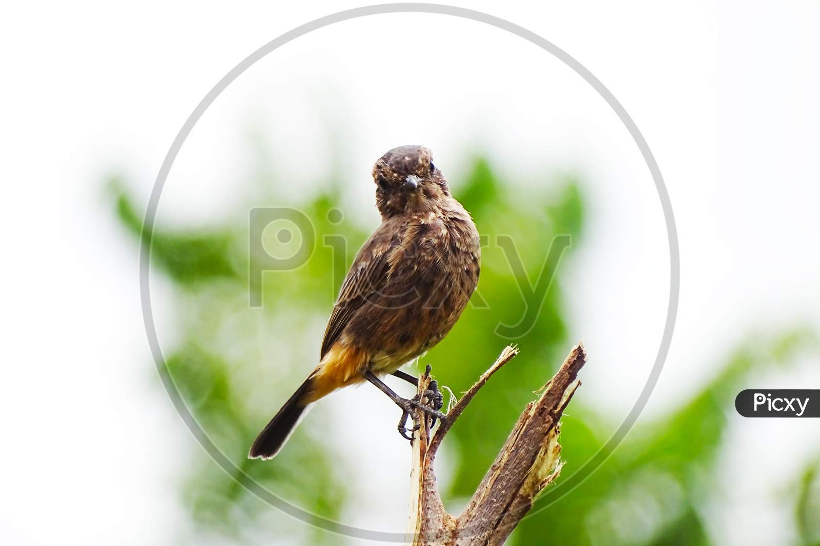 Image of Brown rock chatter or Indian chatter, is a bird species of the ...