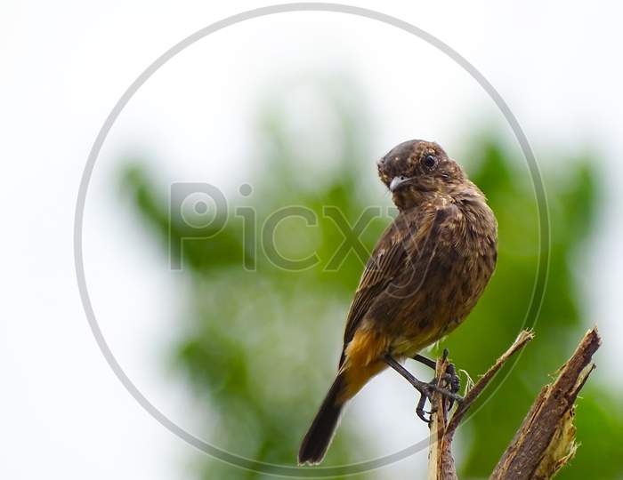 Image of Brown rock chatter or Indian chatter, is a bird species of the ...