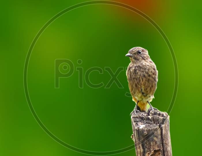 Image of Brown rock chatter or Indian chatter, is a bird species of the ...