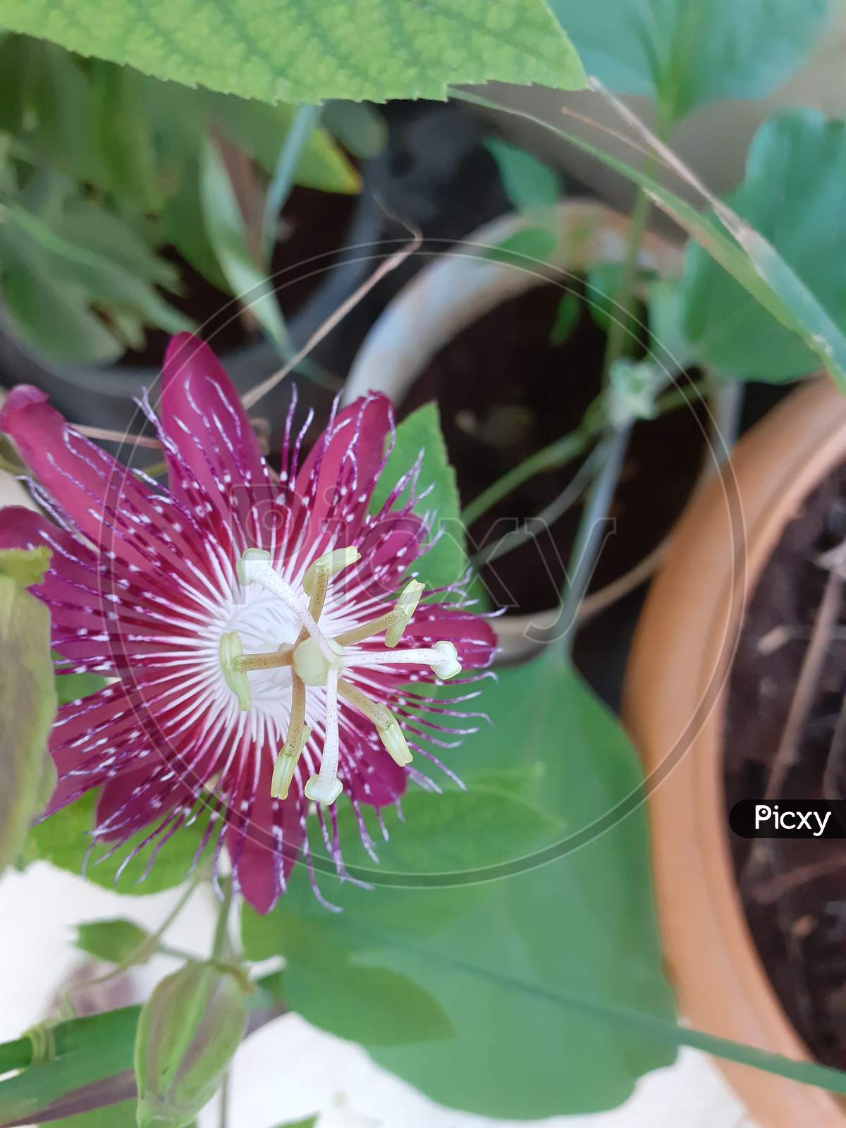 Image of krishna kamal-KS991272-Picxy