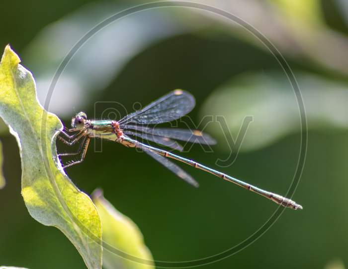 Image of Blue dragonfly damselfly odonata with filigree wings and slim ...