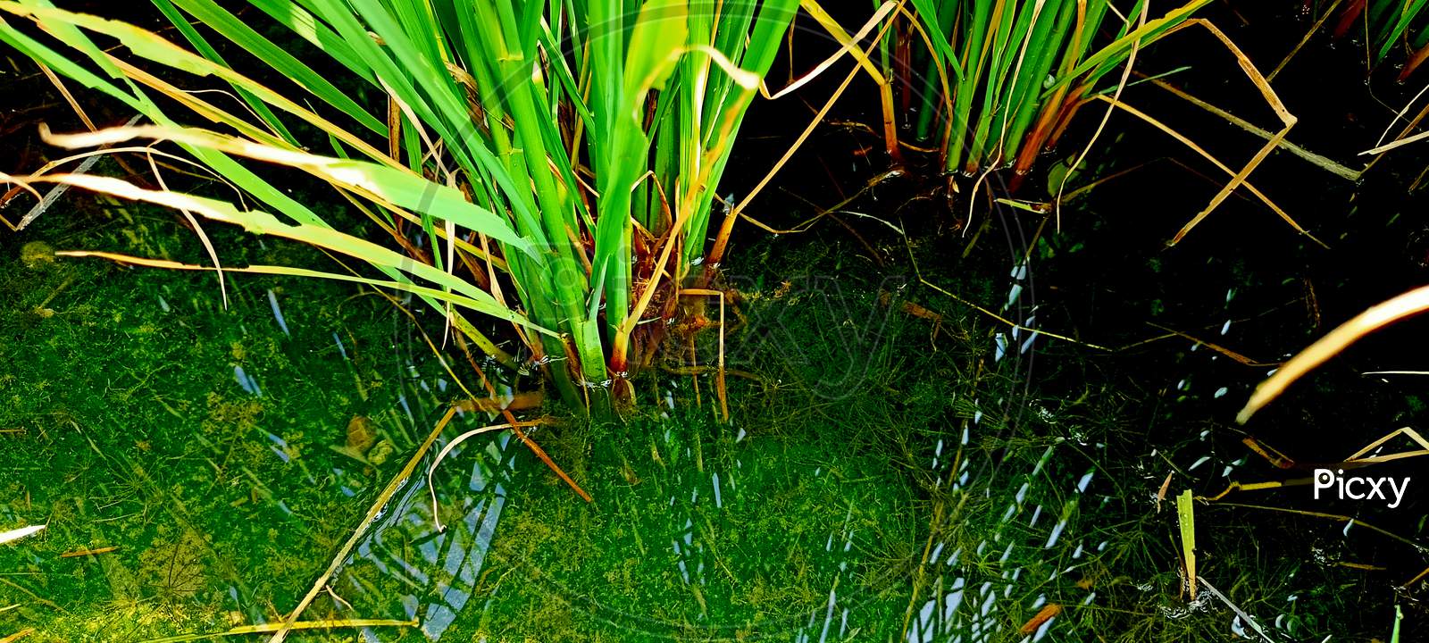 Image of Green algae cover paddy field ground; plant, soil texture and ...