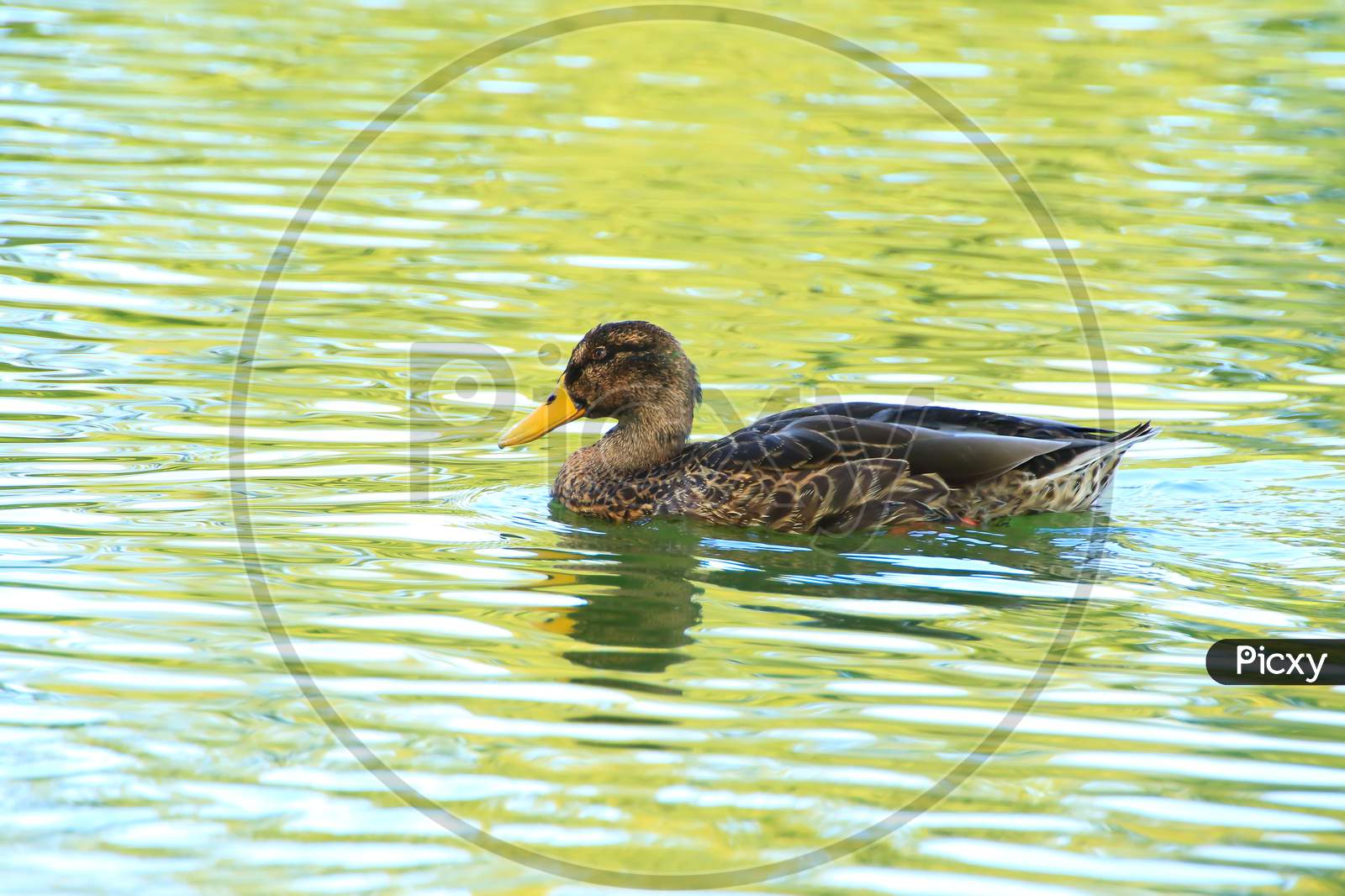 Image of Wild Ducks On The Lake Near Danube River In Germany-XO404895-Picxy