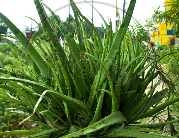 Image of Selective focus on ALOVERA PLANT in the compound in morning ...