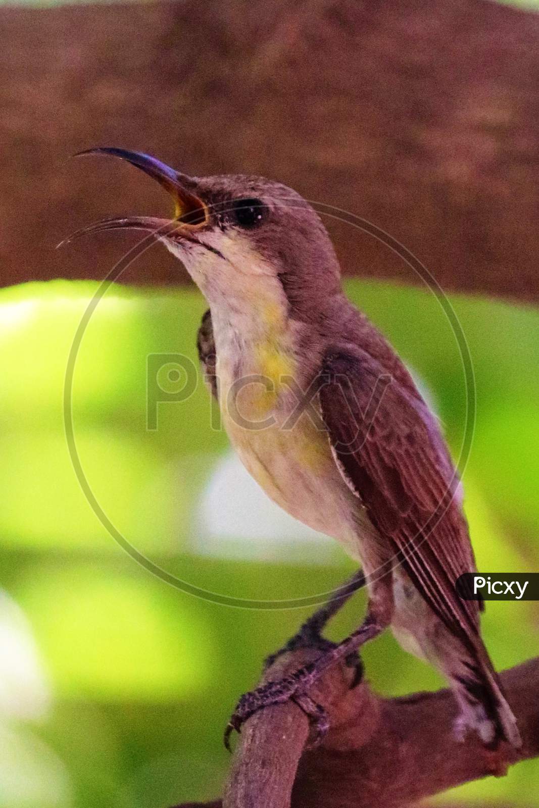 Image of beautiful sunbird-PA525390-Picxy