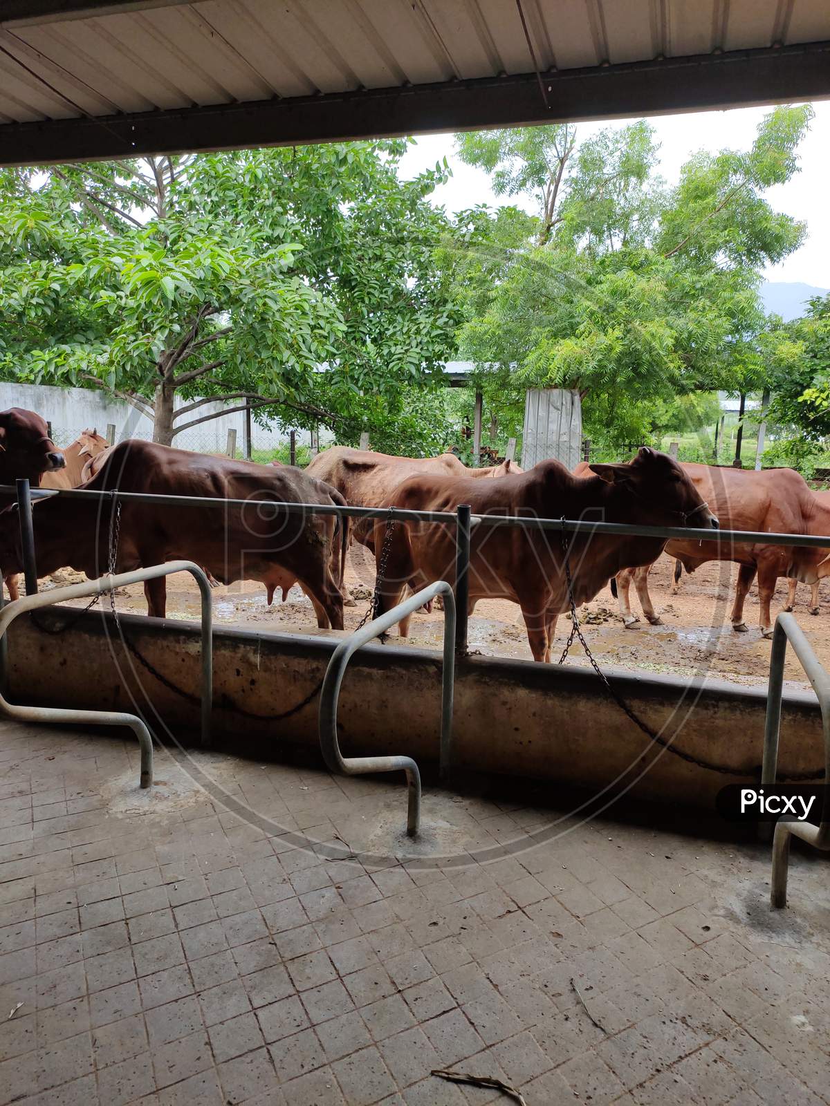 Image of Red sindhi-AA022996-Picxy