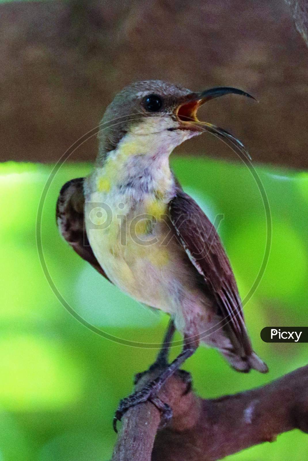 Image of beautiful sunbird-ZO386849-Picxy