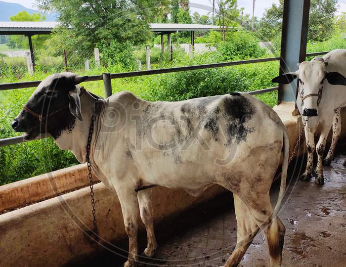 Image of Desi cattles-UX728730-Picxy