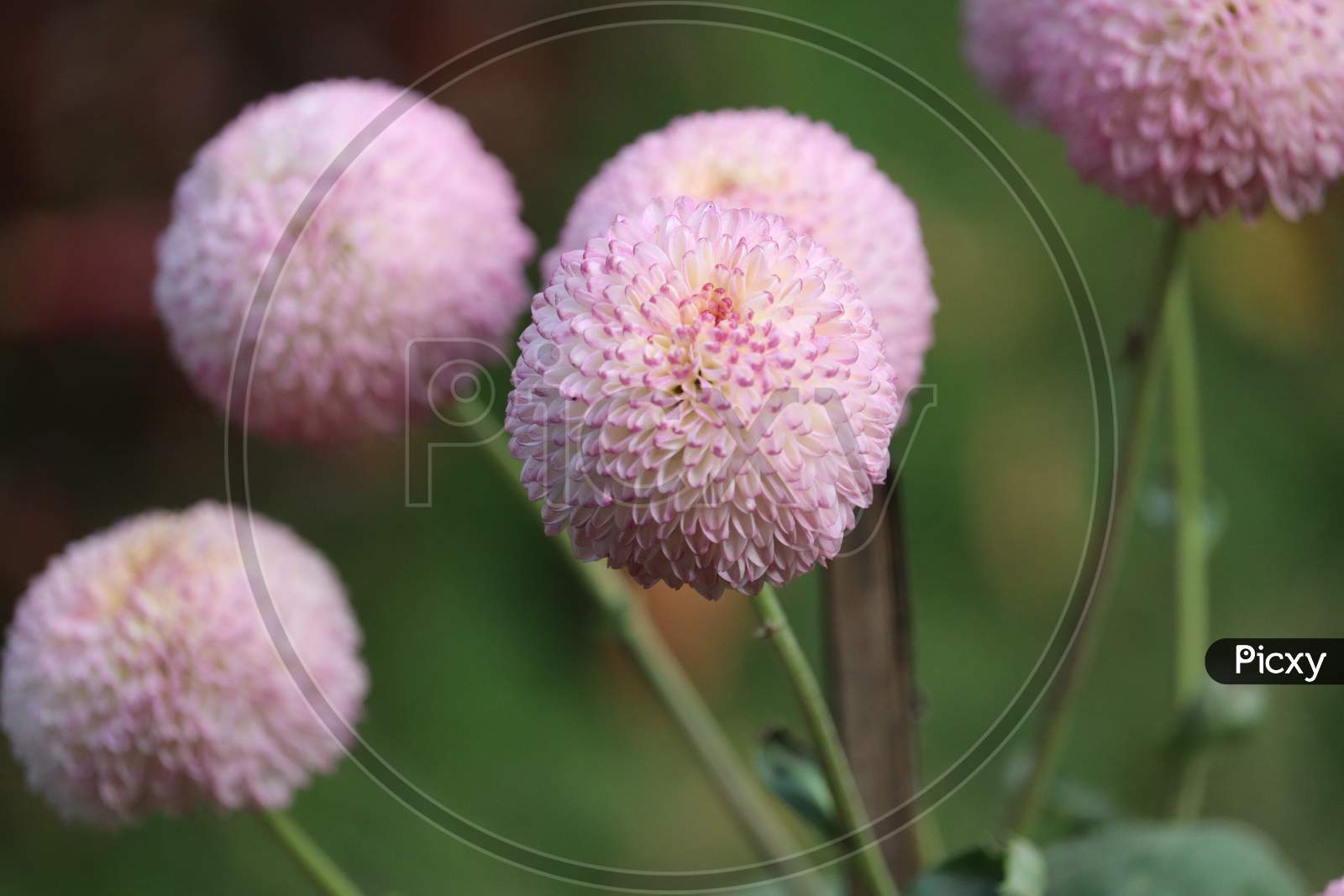 Image of Close Up View Of Small Balls Dahila Flower-GB180671-Picxy