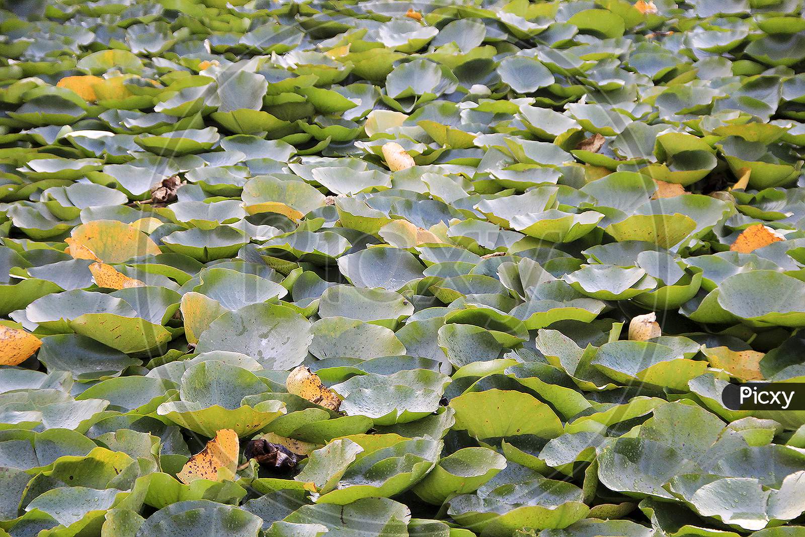 Image of Layer Of Lotus Leaves-OV774055-Picxy