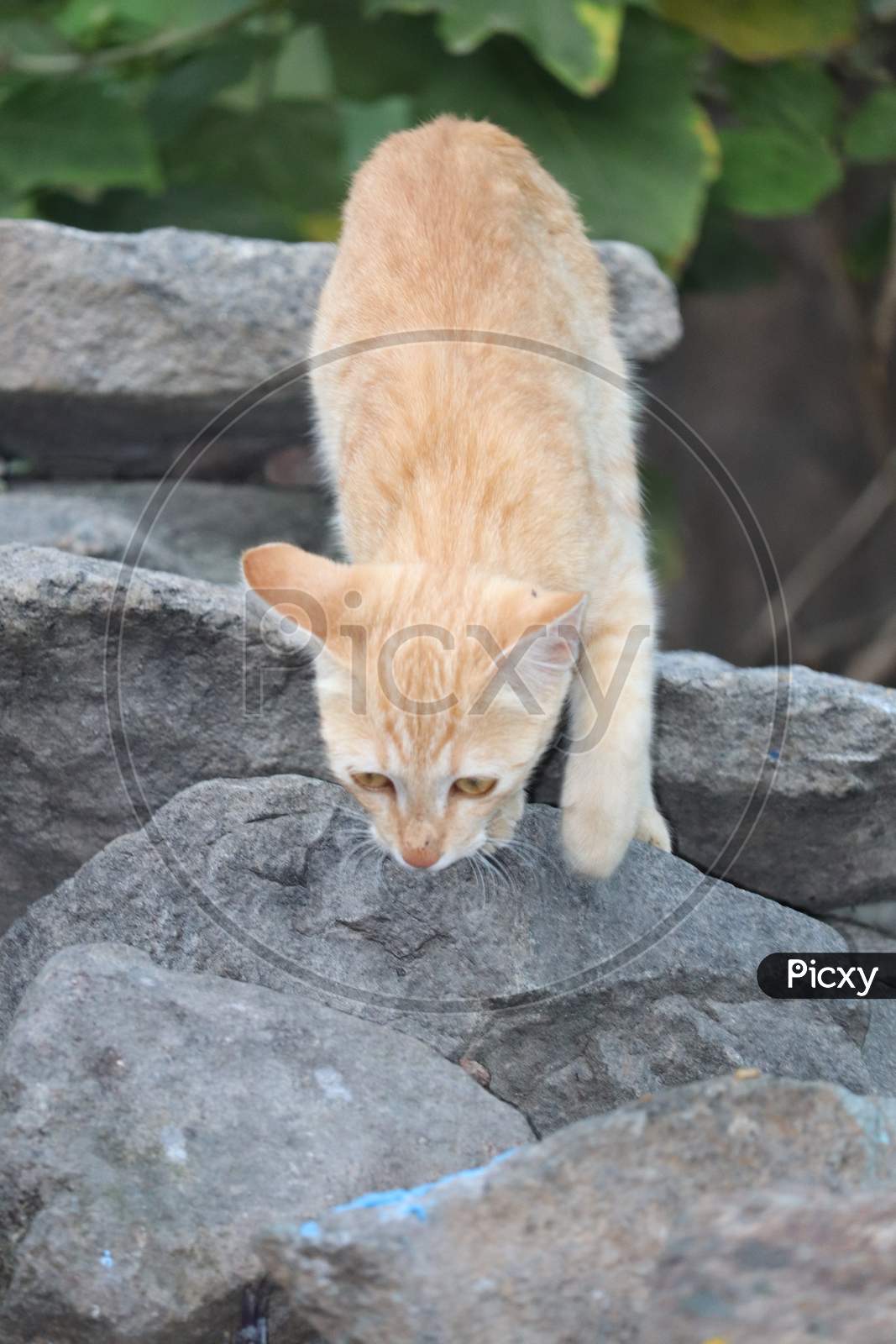 Image of Close Up Cute Cat Looking Down On The Rocks-SK259708-Picxy