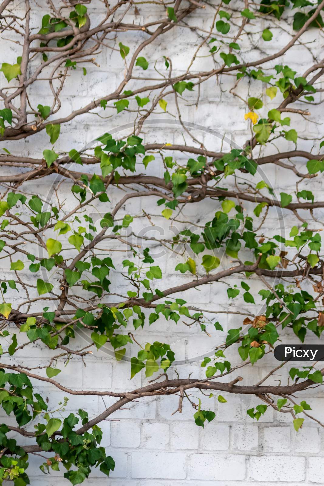Image of Many green leaves of wild wine climbing plant shows fresh air ...