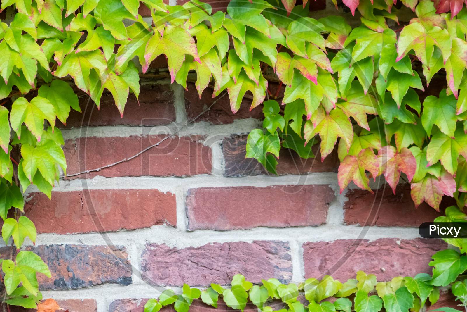 Image of Many green leaves of wild wine climbing plant shows fresh air ...