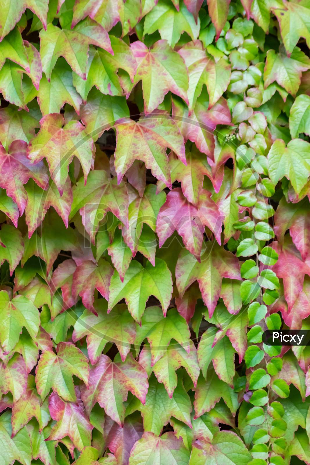 Image of Many green leaves of wild wine climbing plant shows fresh air ...
