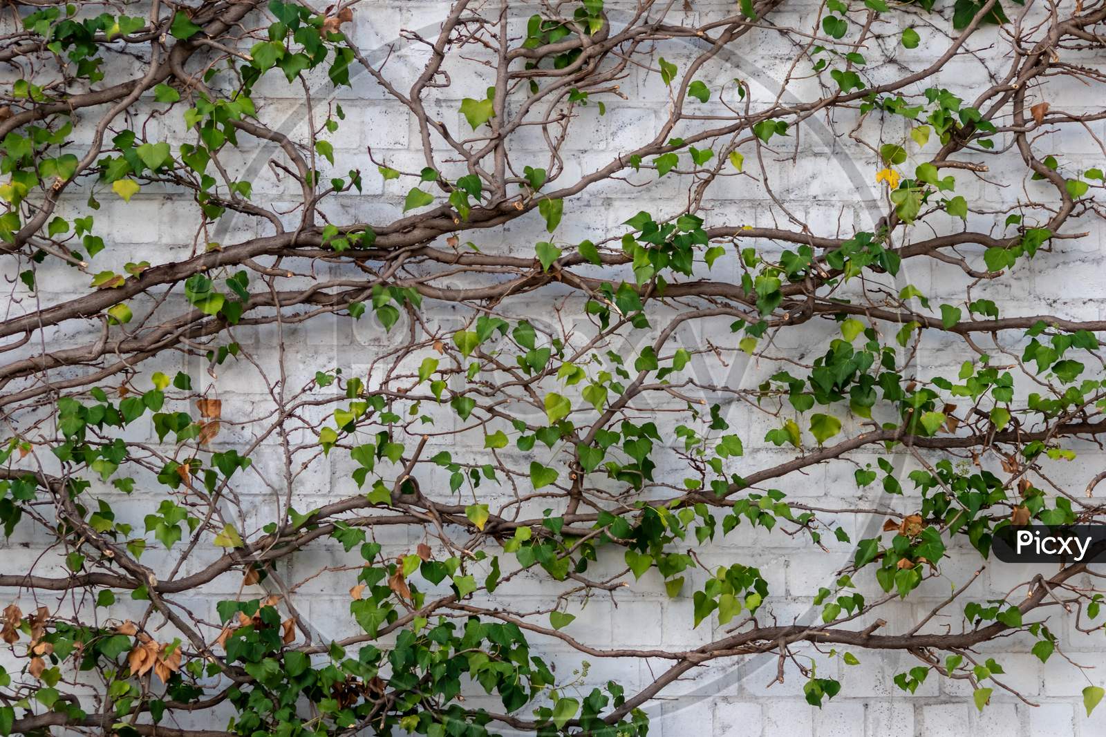 Image of Many green leaves of wild wine climbing plant shows fresh air ...