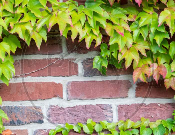 Image of Many green leaves of wild wine climbing plant shows fresh air ...
