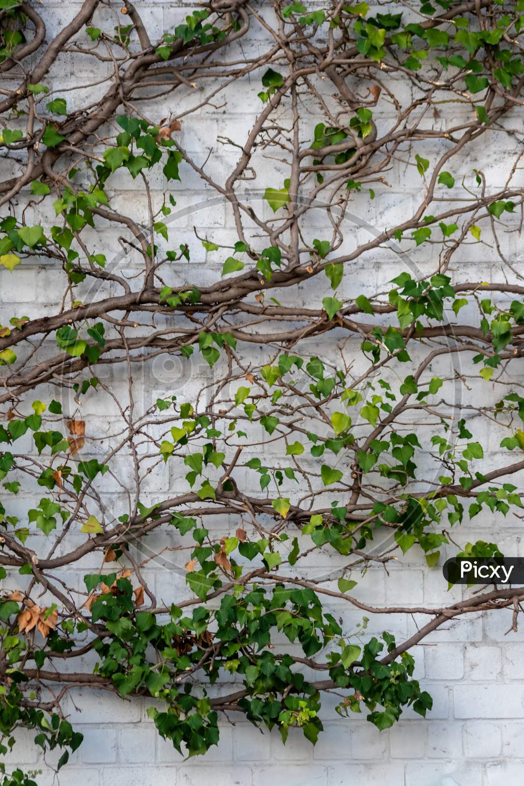 Image of Many green leaves of wild wine climbing plant shows fresh air ...