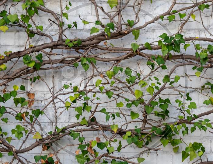 Image of Many green leaves of wild wine climbing plant shows fresh air ...