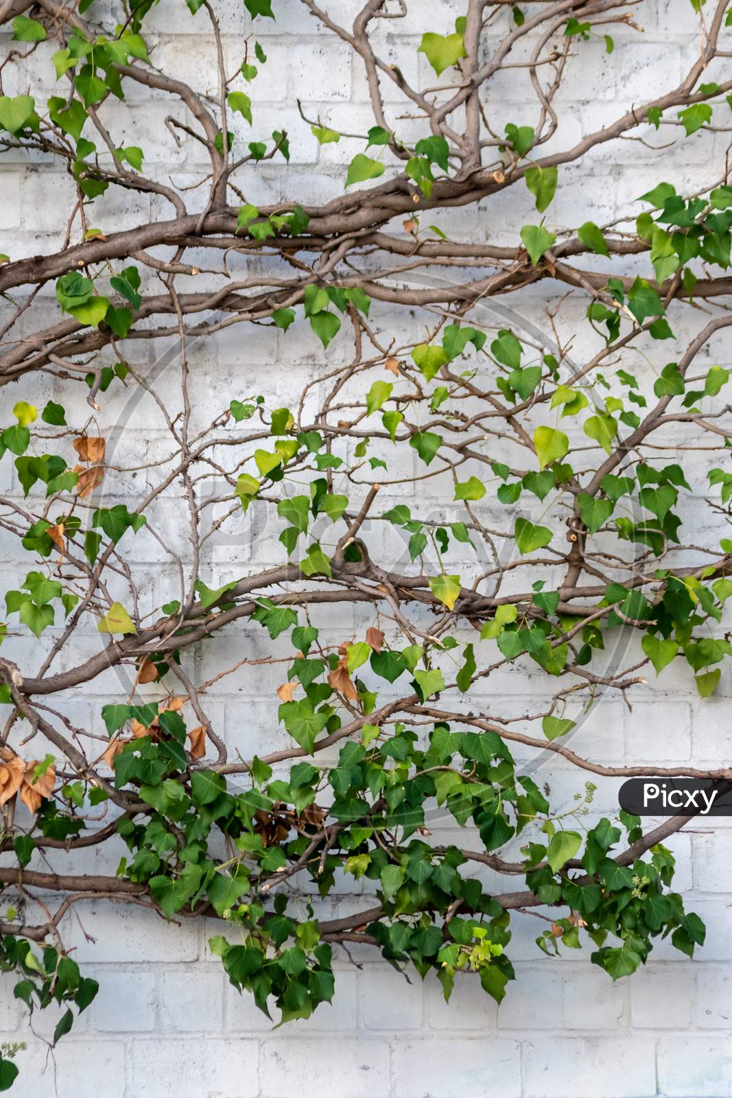 Image of Many green leaves of wild wine climbing plant shows fresh air ...