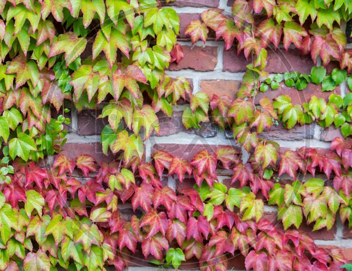 Image of Many green leaves of wild wine climbing plant shows fresh air ...