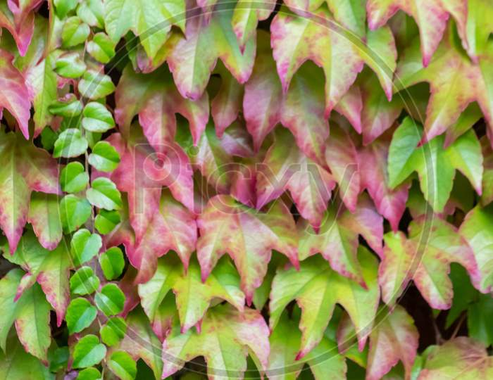 Image of Many green leaves of wild wine climbing plant shows fresh air ...