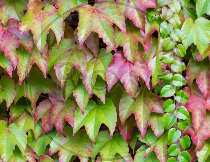 Image of Many green leaves of wild wine climbing plant shows fresh air ...
