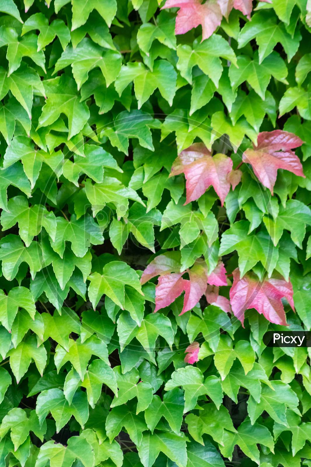 Image of Many green leaves of wild wine climbing plant shows fresh air ...