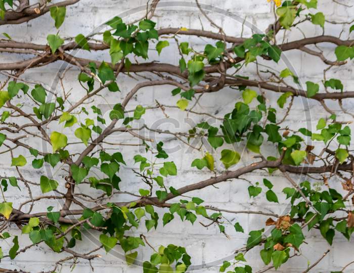 Image of Many green leaves of wild wine climbing plant shows fresh air ...
