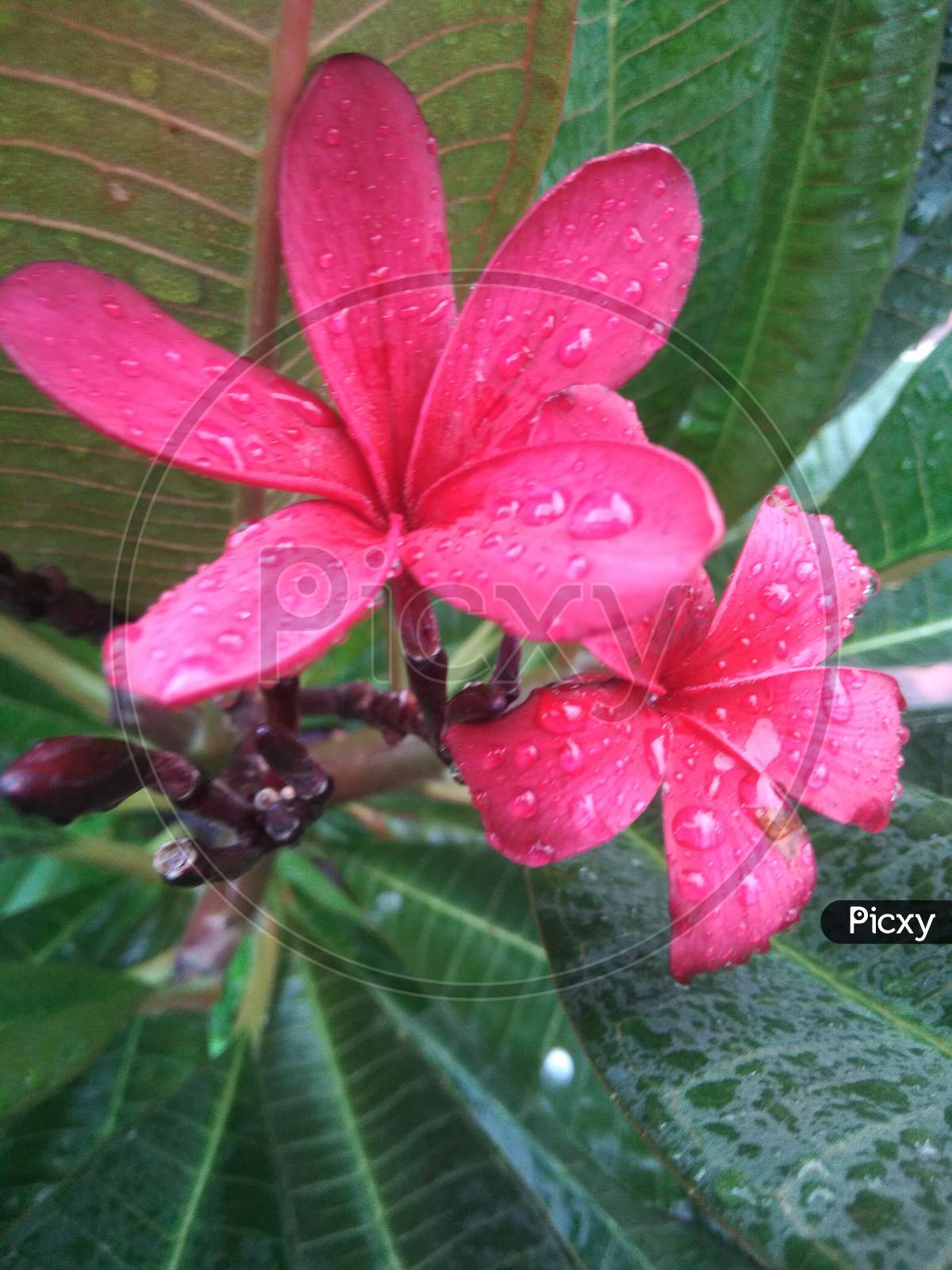 Image of Butiful falwar-YB659578-Picxy