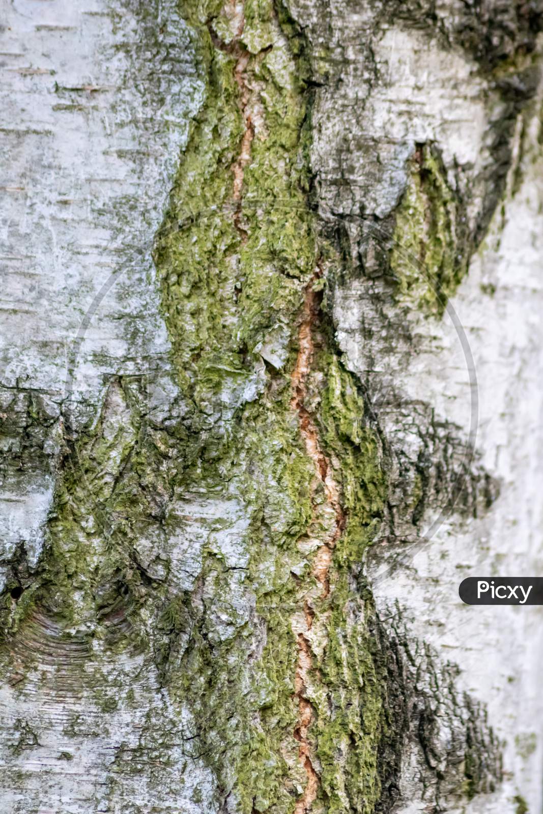 Image of Birch tree bark with fine natural structures and patina of ...