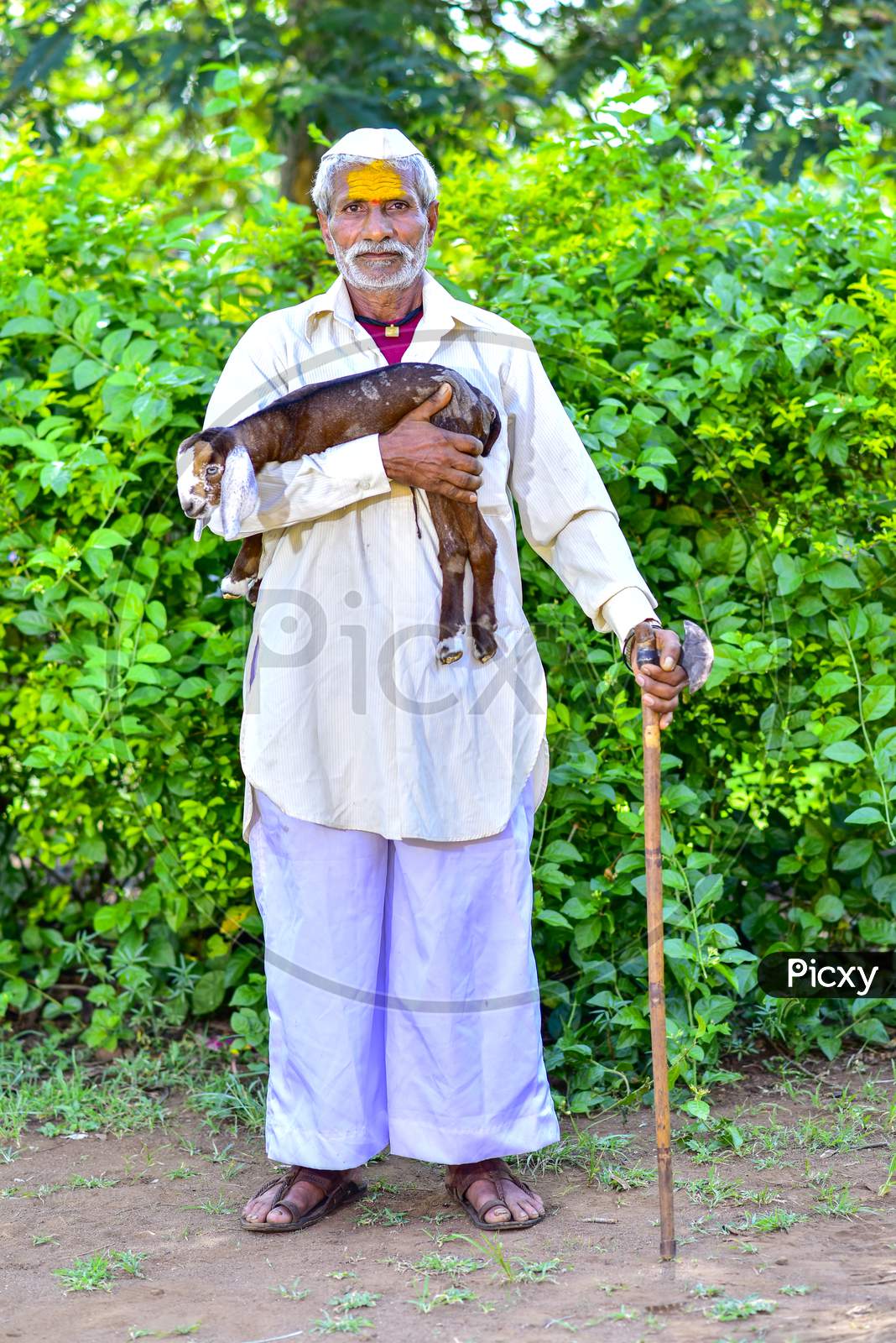 Image of Indian Rural Man Holding Baby Sheep In His Hands Traditional ...