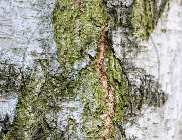 Image of Birch tree bark with fine natural structures and patina of ...